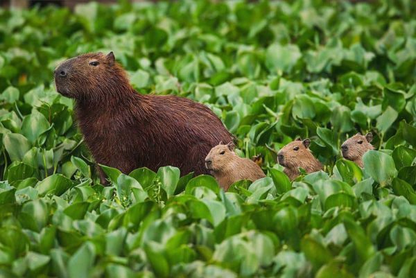 Wildlife Wednesday – Capybara – Crowley