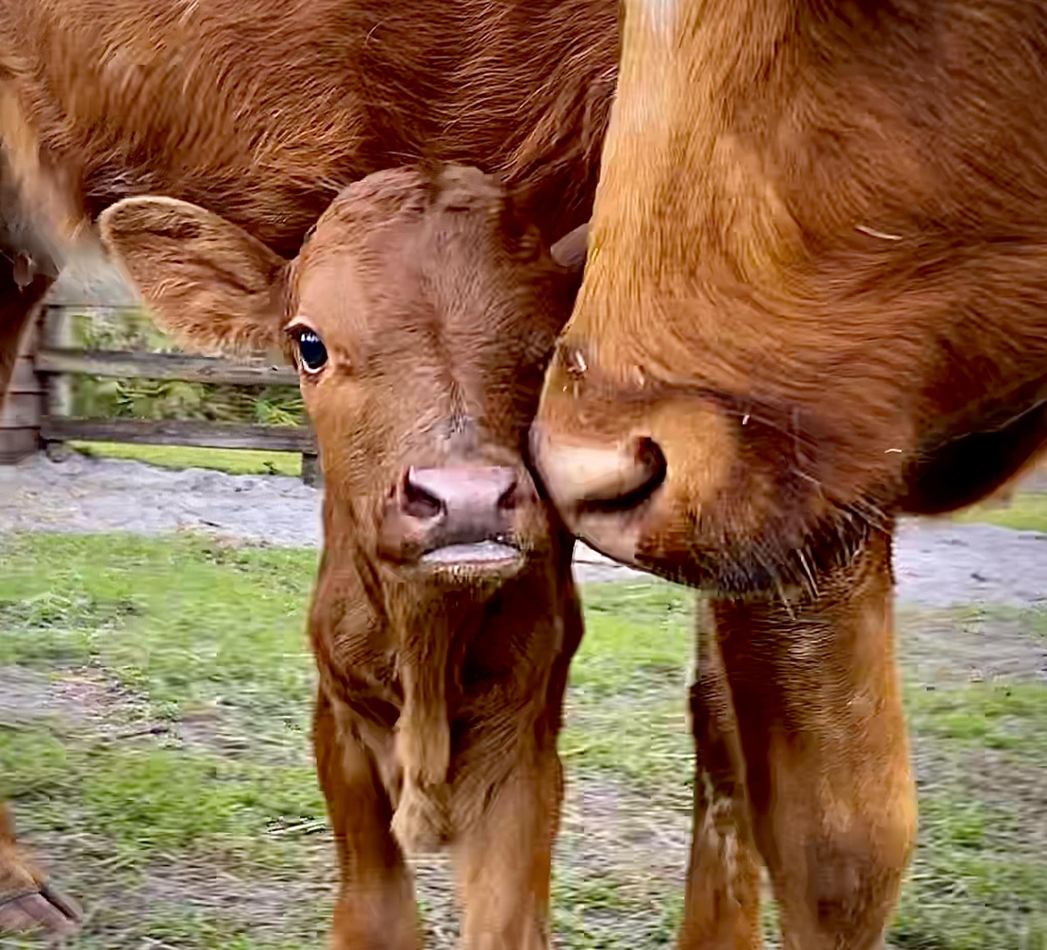 Meet Our New Calves! - Crowley