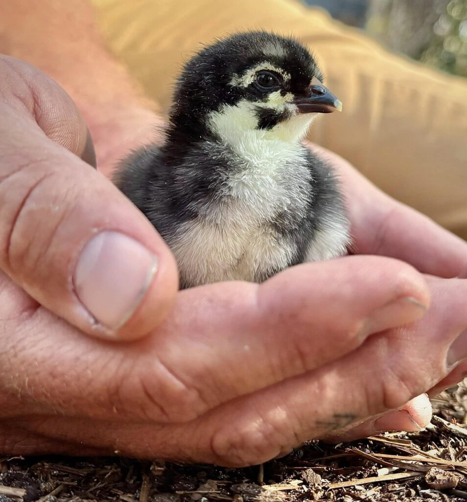 Differences Between Precocial and Altricial Species - Crowley