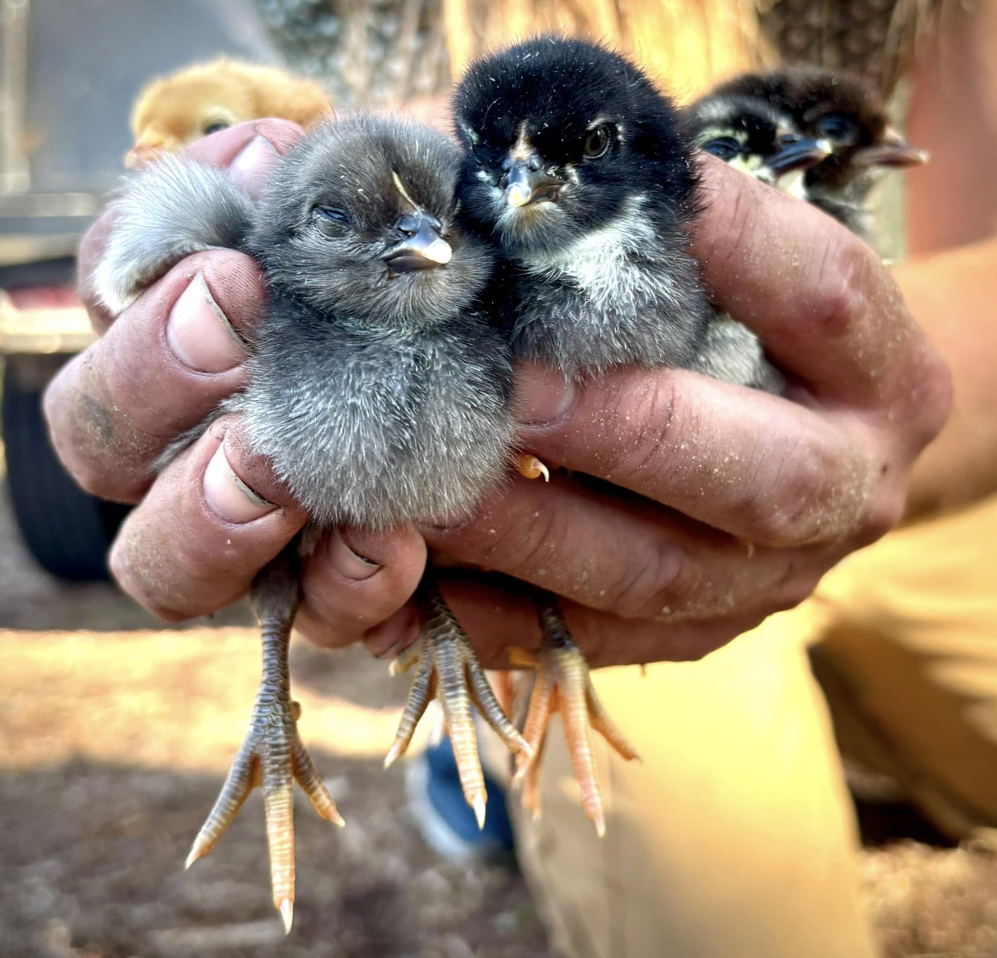 Differences Between Precocial and Altricial Species - Crowley